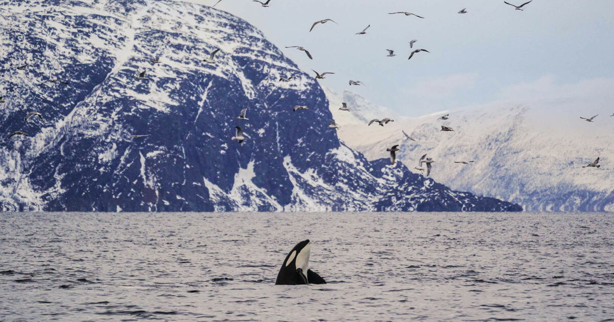 Experience Silent Whale Watching in Tromsø - Brim Explorer