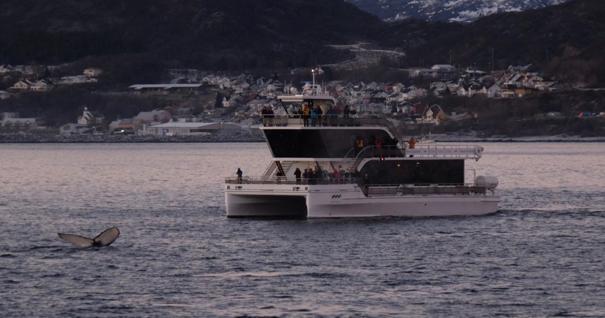 Our whale watching philosophy - Brim Explorer